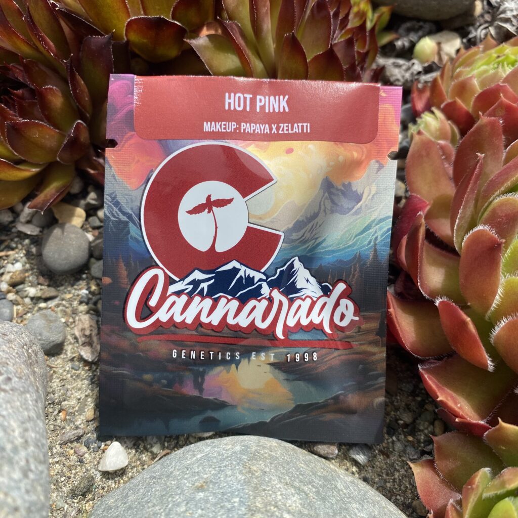 Hot Pink – (Papaya x Zelatti) – Cannarado Genetics